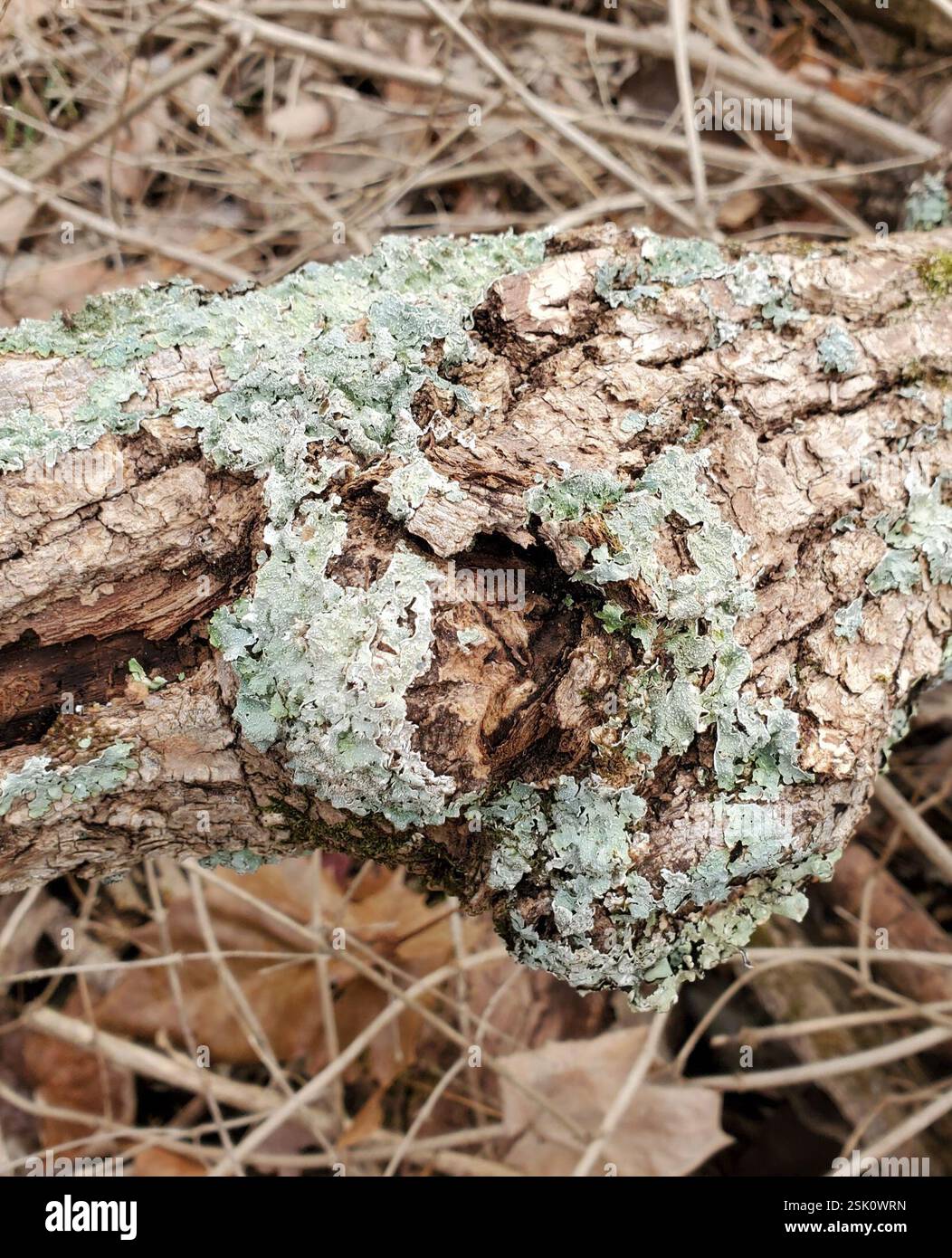 rough speckled shield lichen (Punctelia rudecta), Fungi, Lexington, KY ...