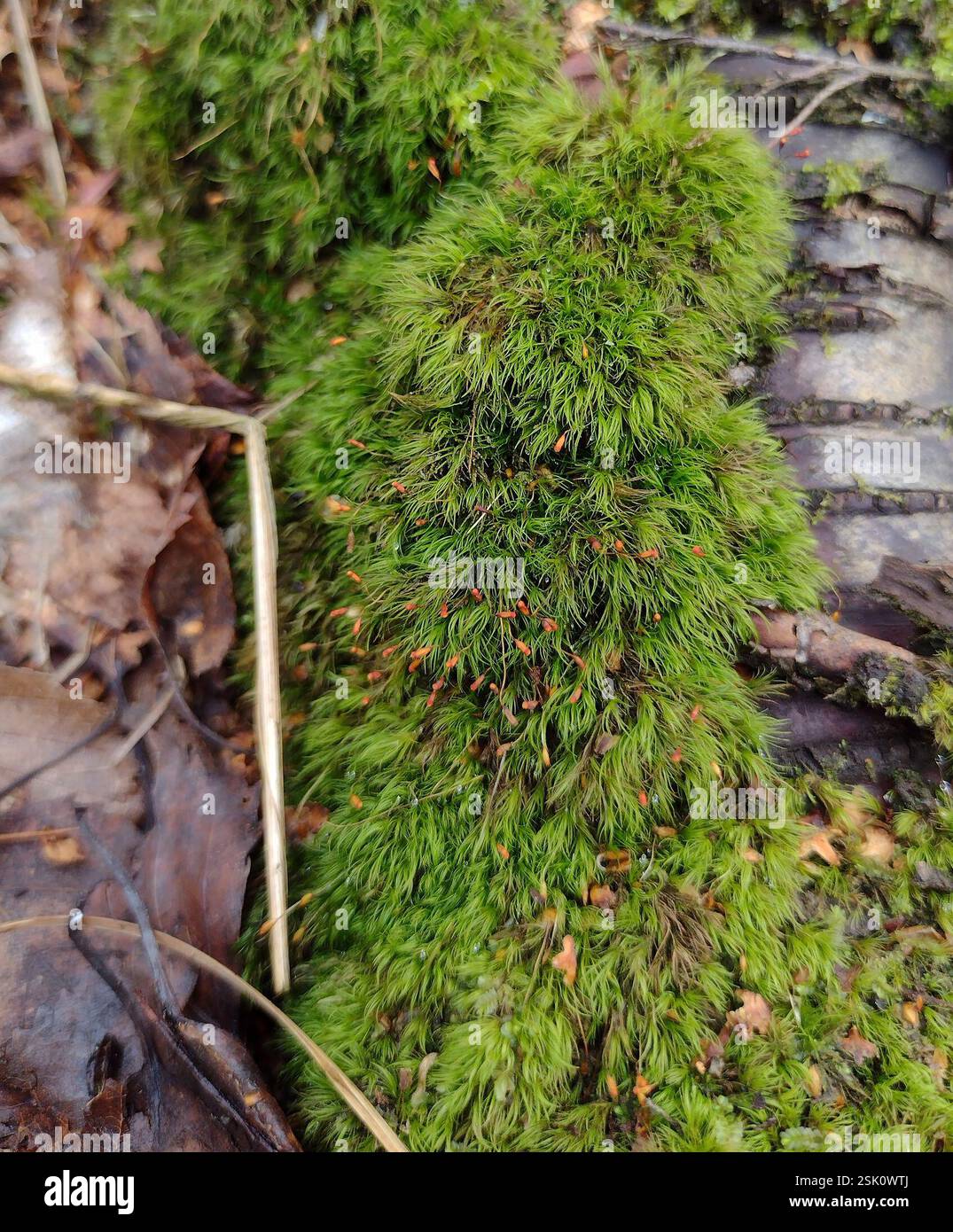 Silky Forklet-moss (Dicranella heteromalla), Plantae, Osowa, Gdańsk ...