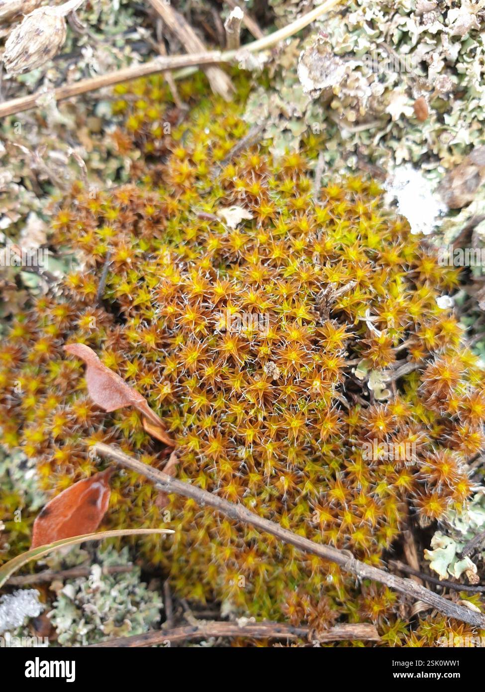 Star Moss (Syntrichia ruralis), Plantae, Hazel Bird Nature Reserve ...