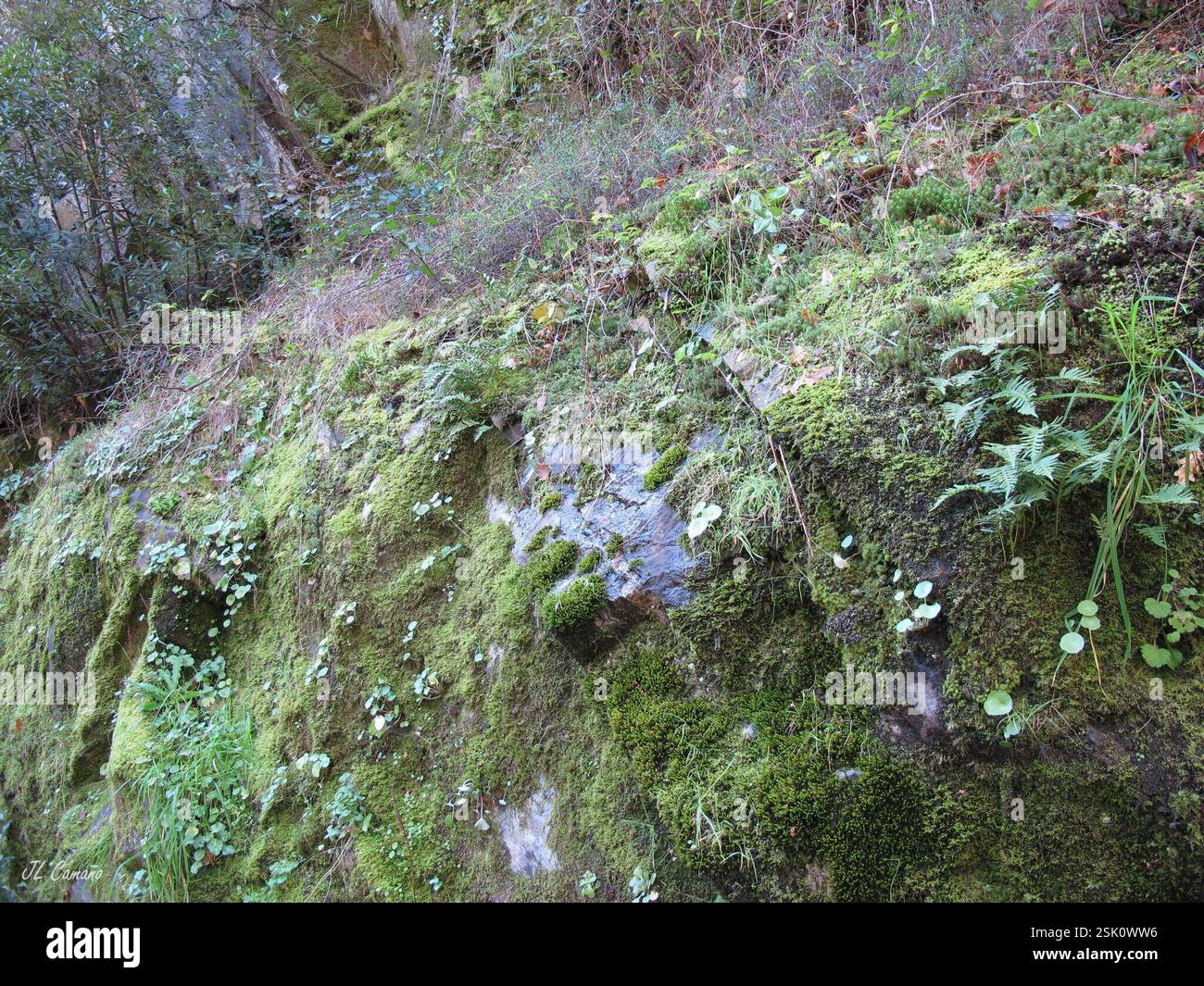 Narrow-leaved Fringe-moss (Racomitrium aquaticum), Plantae, Ourense ...