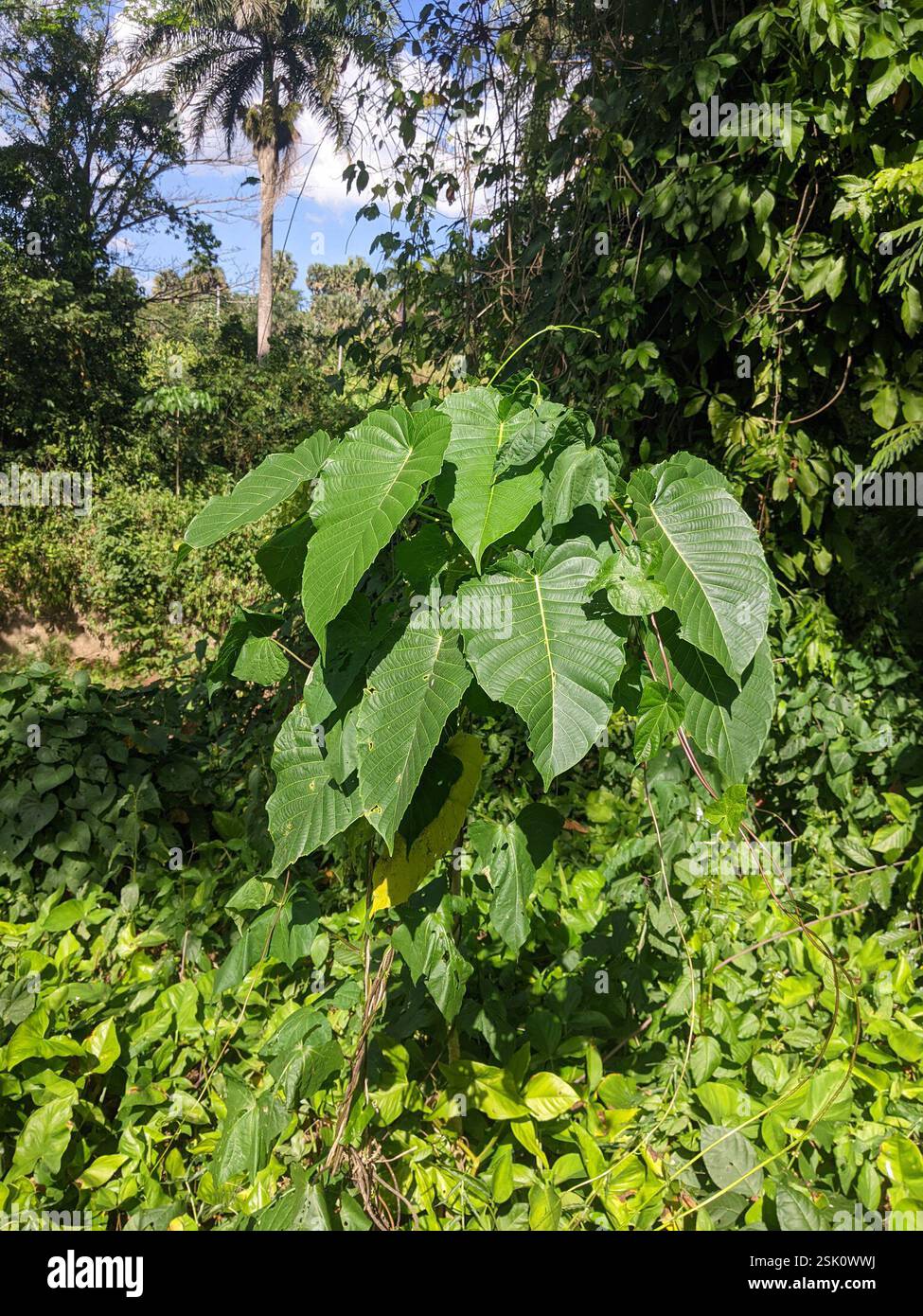 Sandbox Tree (Hura crepitans), Plantae, Moca, Dominican Republic Stock ...