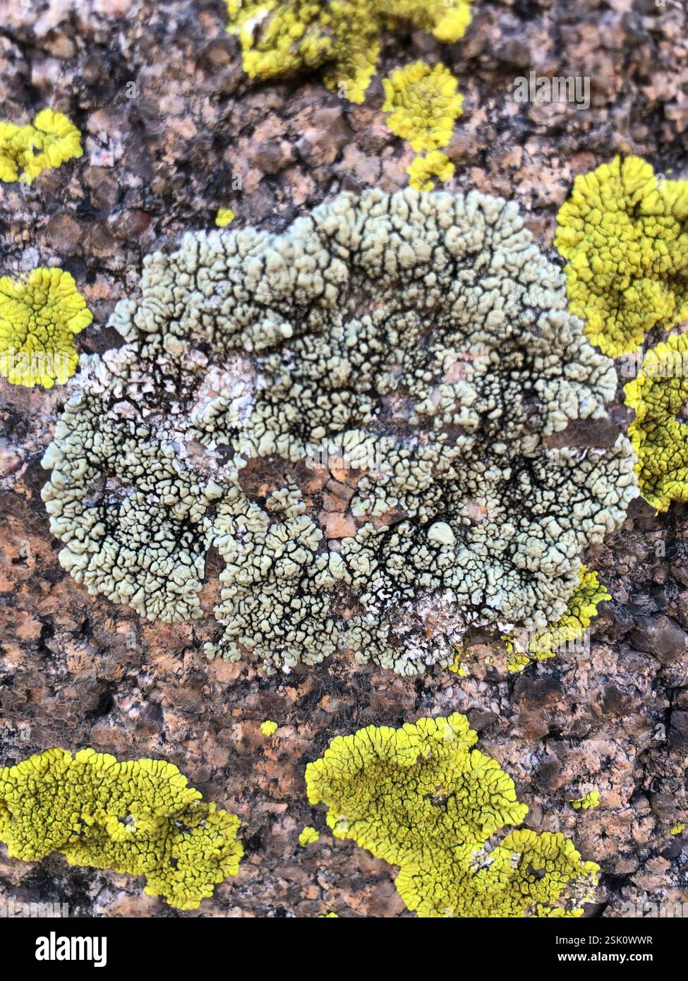 Fungi Including Lichens (Fungi), Fungi, Watson Lake Park, Prescott, AZ ...