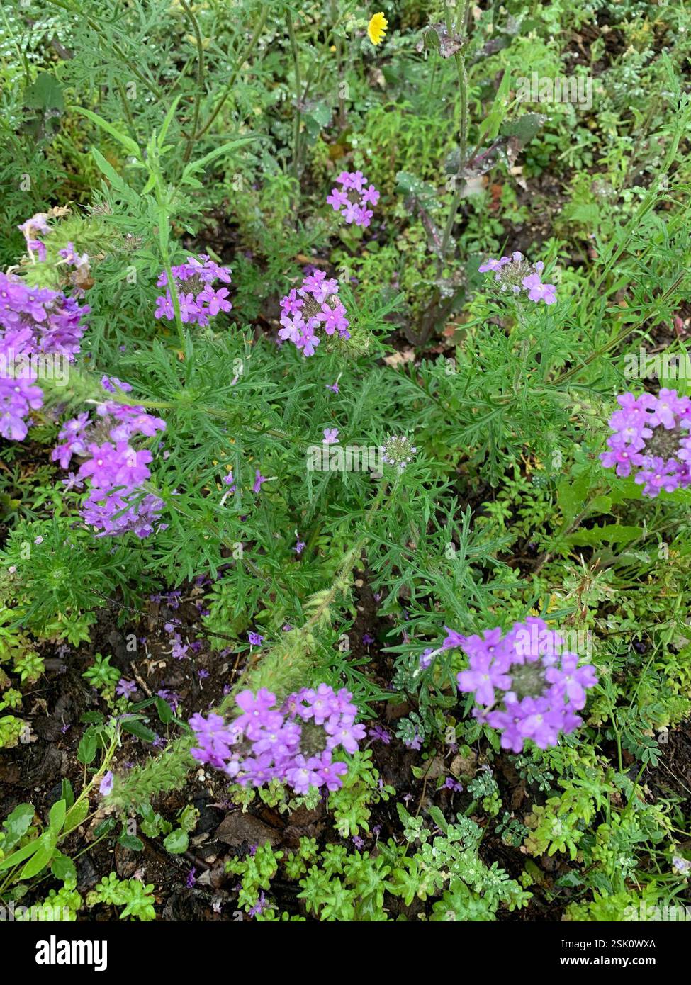 moss verbena (Verbena pulchella), Plantae, Park West, Seguin, TX, US ...