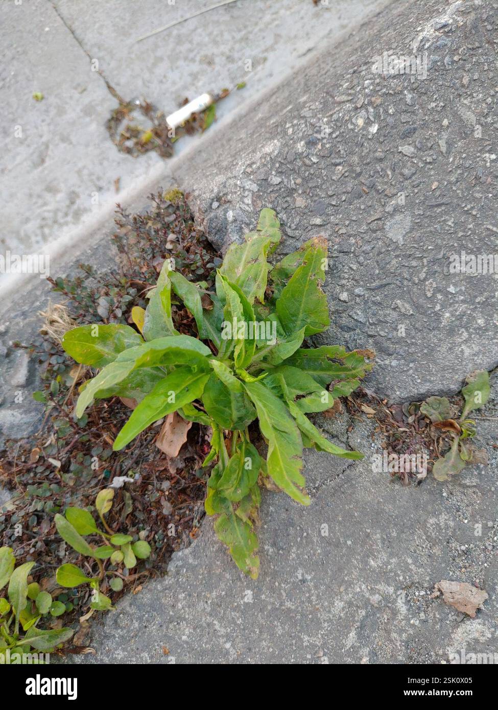 annual saltmarsh aster (Symphyotrichum subulatum), Plantae, 243, Taiwan ...