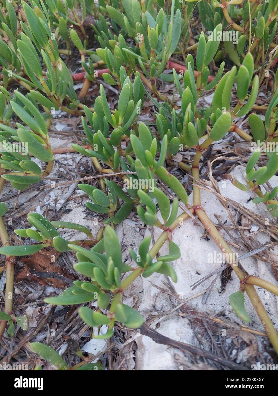sea purslane (Sesuvium portulacastrum), Plantae, Morón, CU-CA, CU Stock ...