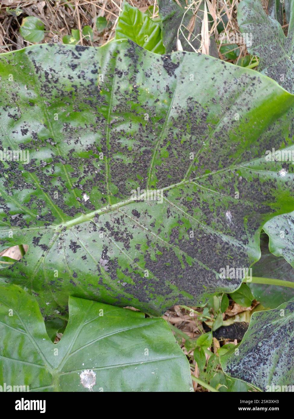(Phyllachoraceae), Fungi, 231, Taiwan, 新北市新店區中山里 Stock Photo - Alamy