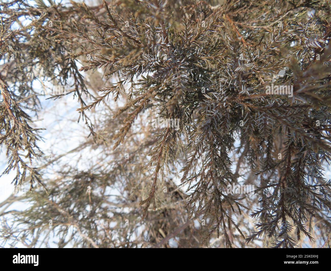 eastern redcedar (Juniperus virginiana), Plantae, Columbia, Wisconsin ...