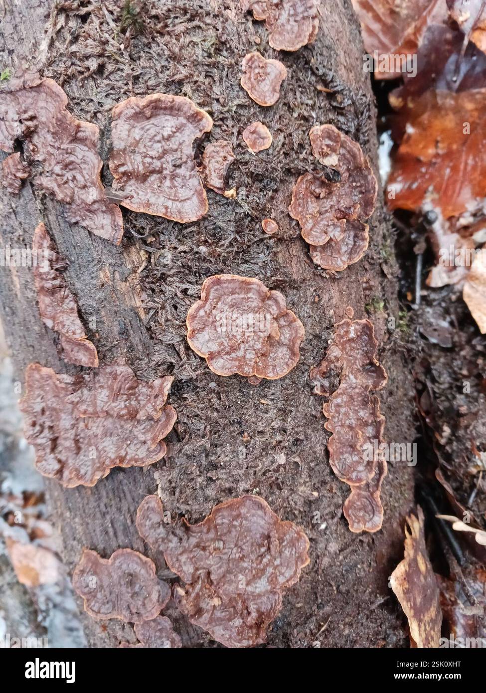 Oak Curtain Crust Fungus (Hymenochaete rubiginosa), Fungi, 35043 ...