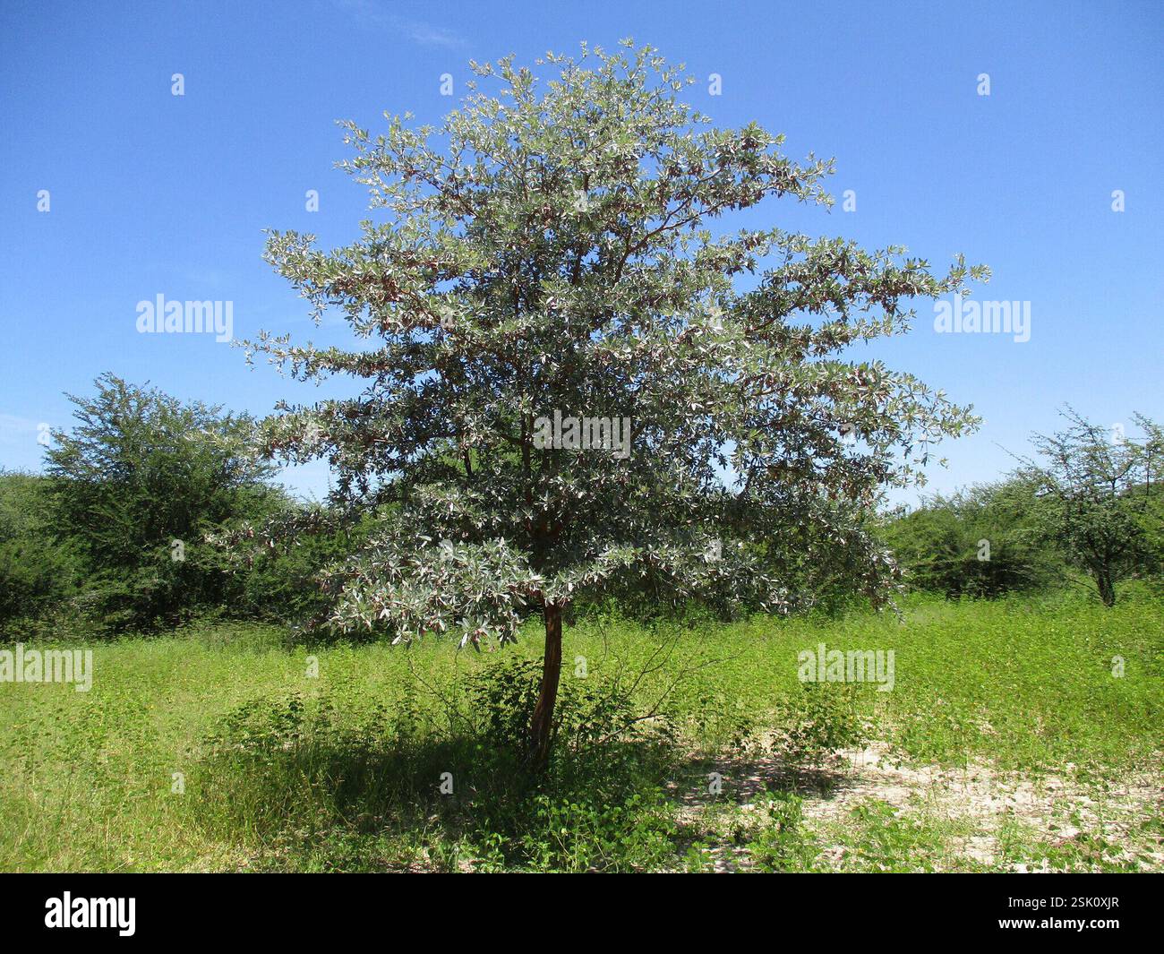 silver terminalia (Terminalia sericea), Plantae, Zambezi Region ...