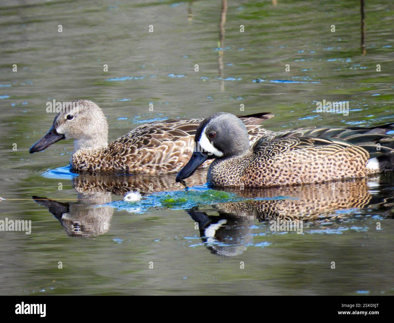 Blue-winged Teal (Spatula discors), Aves, Laffite's Cove Nature Society ...