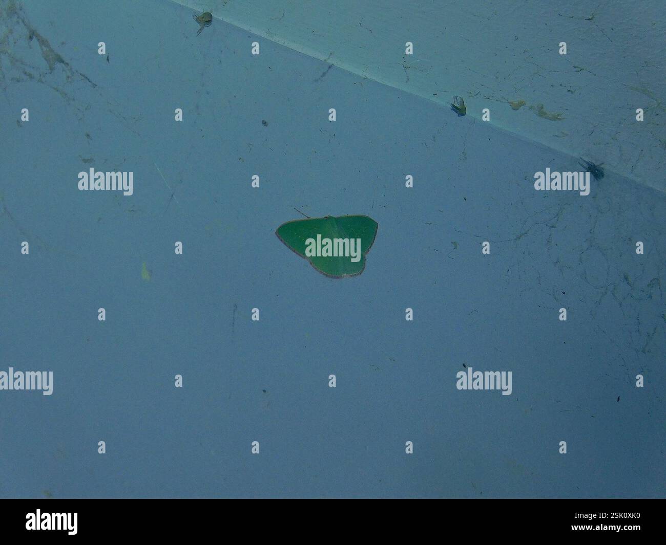 Common Gum Emerald (Prasinocyma semicrocea), Insecta, Hobart TAS ...