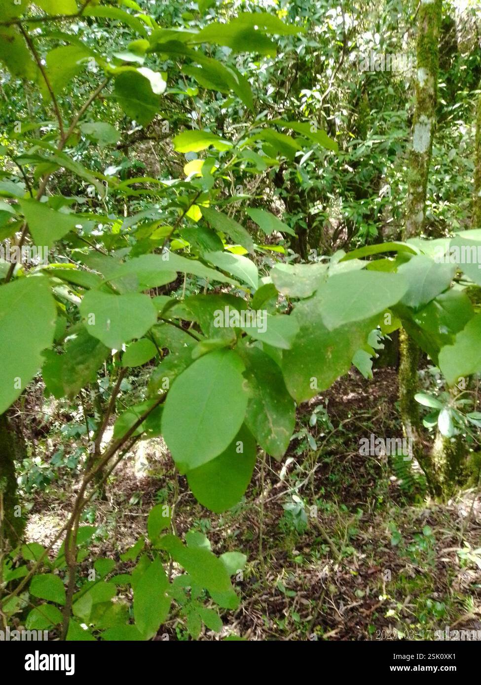 southern raintree (Brunfelsia australis), Plantae, 37000 Departamento ...