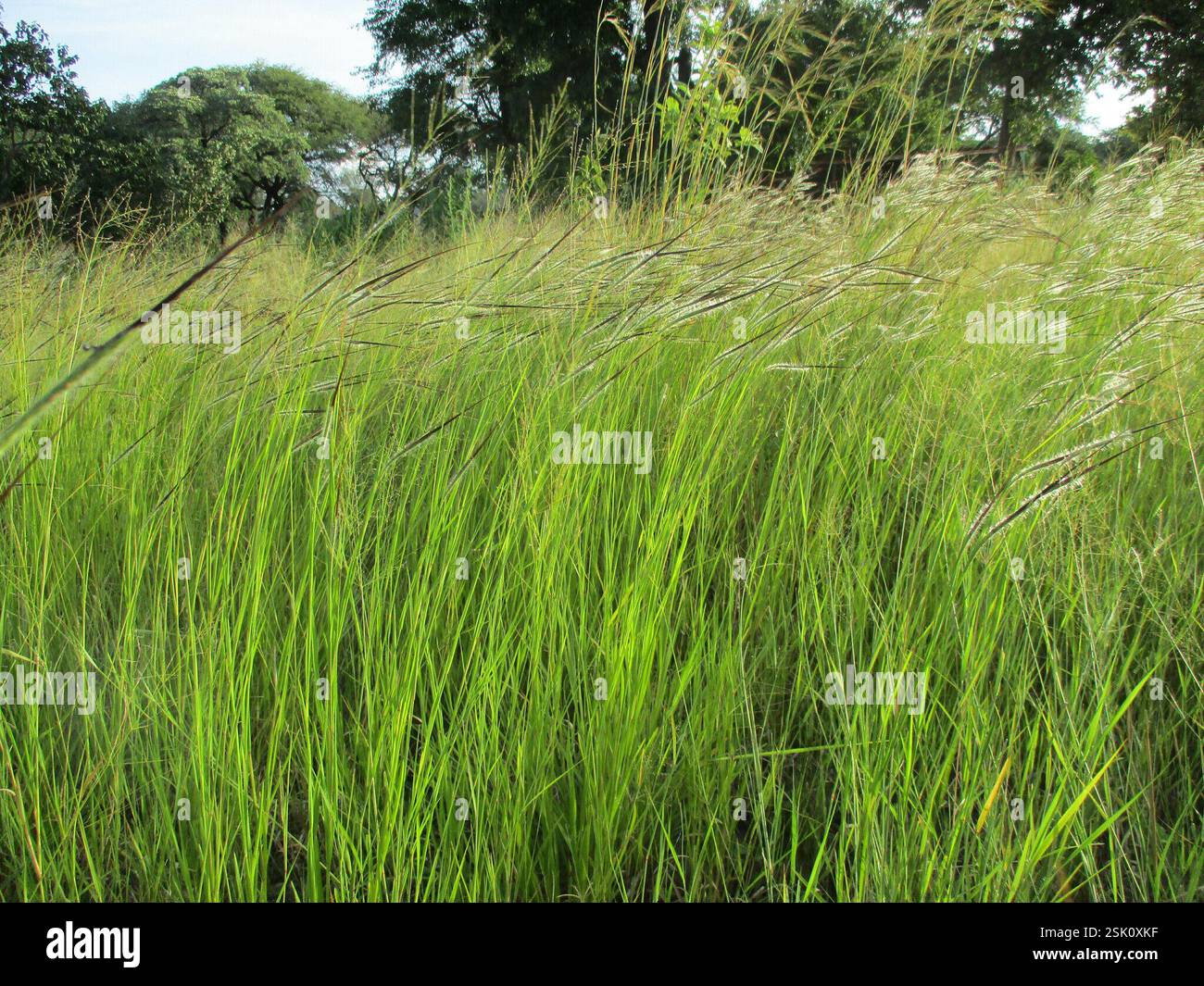 tanglehead (Heteropogon contortus), Plantae, Katima Mulilo, Namibia ...