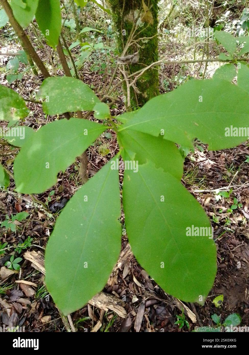 southern raintree (Brunfelsia australis), Plantae, 37000 Departamento ...