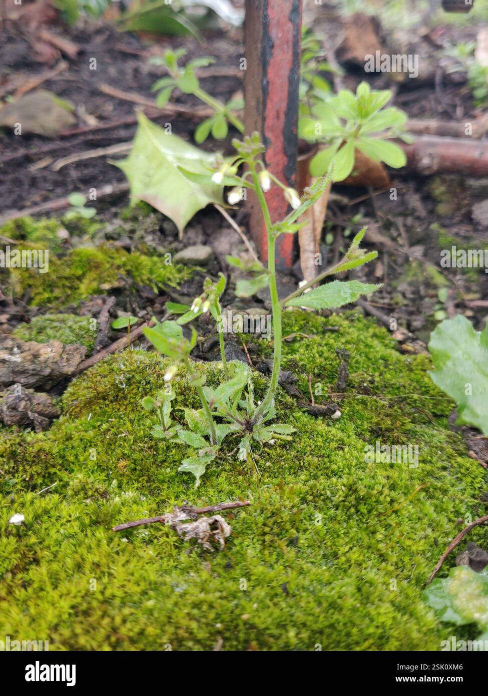 mouse-ear cress (Arabidopsis thaliana), Plantae, Silloth Street ...