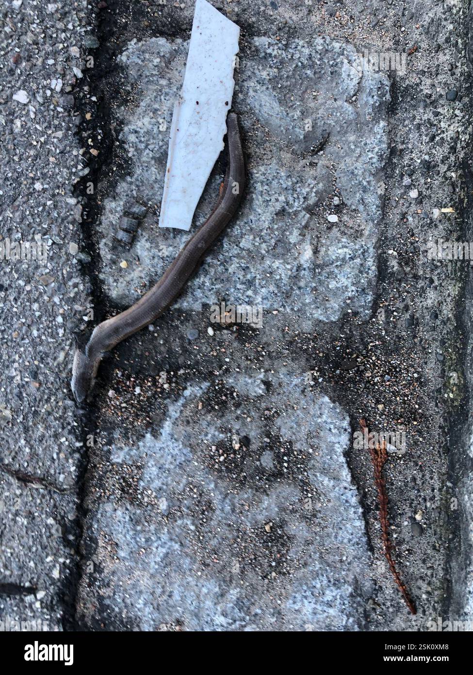 Common Slowworm (Anguis fragilis), Reptilia, Southern Black Forest ...