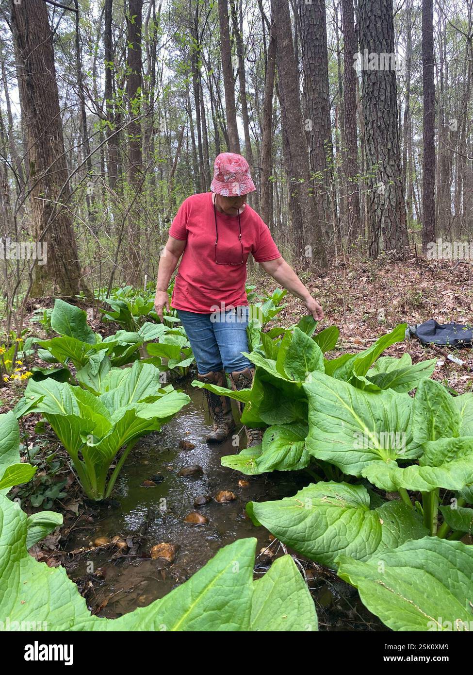 Eastern Skunk Cabbage (Symplocarpus foetidus), Plantae, North Carolina ...