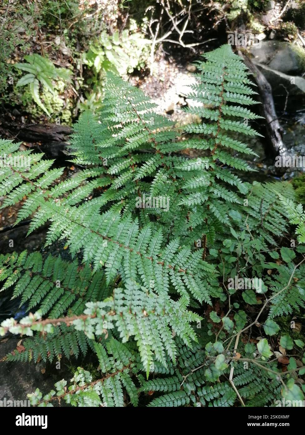 Prickly Shield Fern (Polystichum vestitum), Plantae, Arthur's Pass ...