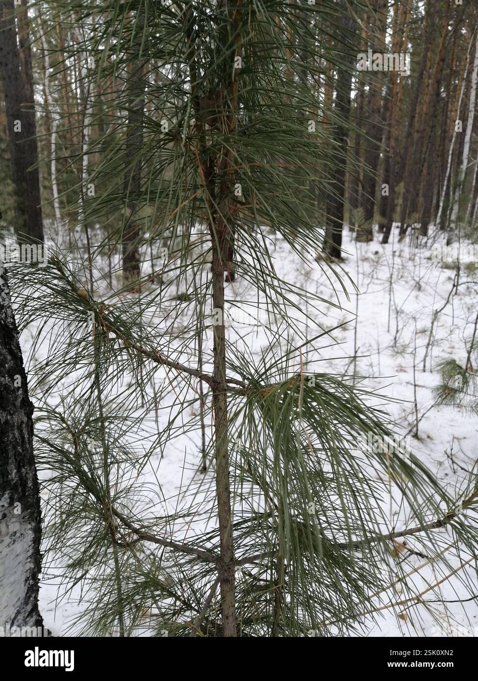 Siberian pine (Pinus sibirica), Plantae, Иркутская обл., Россия, 665490 ...
