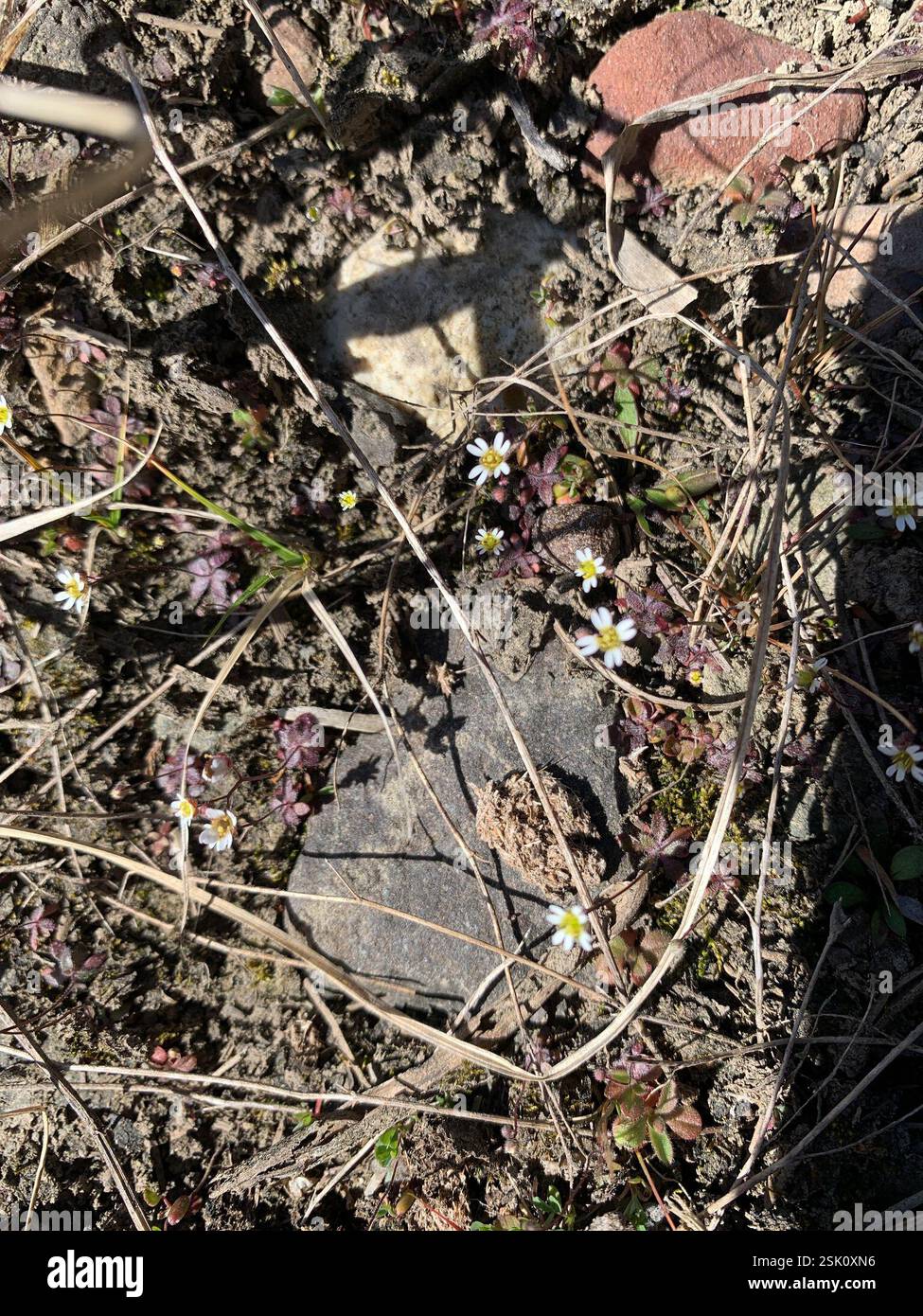 Common Whitlowgrass (Draba verna), Plantae, Lake Roosevelt National ...