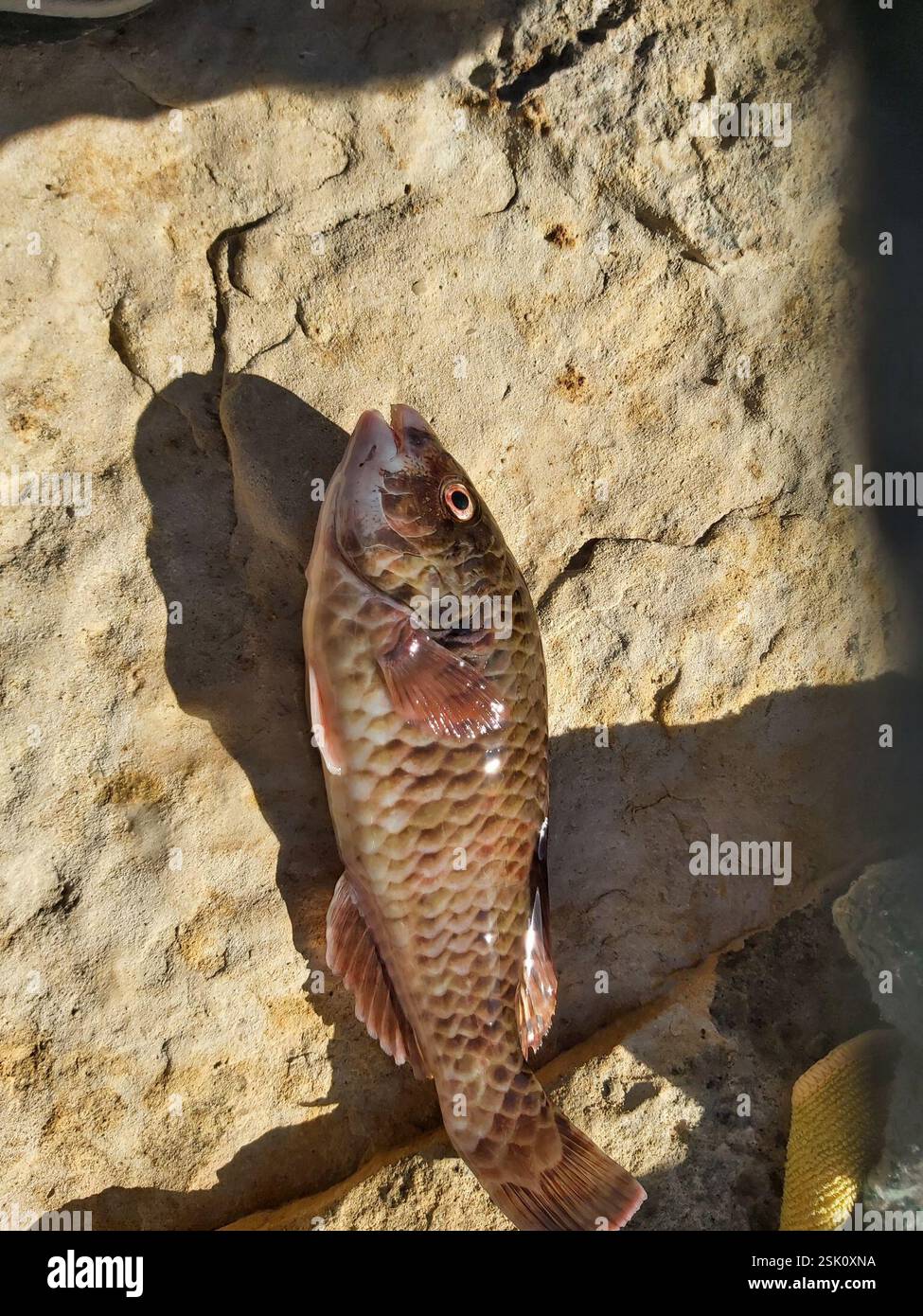 European Parrotfish (Sparisoma cretense), Actinopterygii, Malta Stock ...