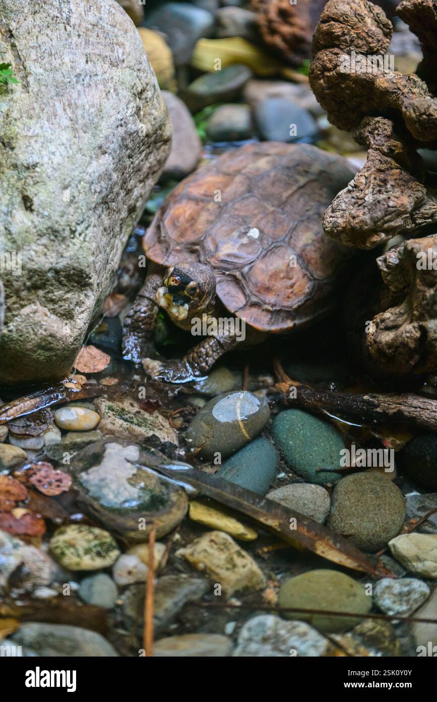 Turtle eating along a water bed of pebbles (Sulawesi forest turtle ...