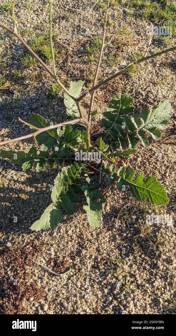 Saharan Mustard (Brassica tournefortii), Plantae, San Diego, California ...