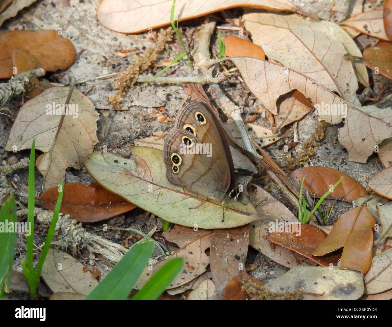 Little Wood Satyr (Megisto cymela), Insecta, Challenger Seven Memorial ...