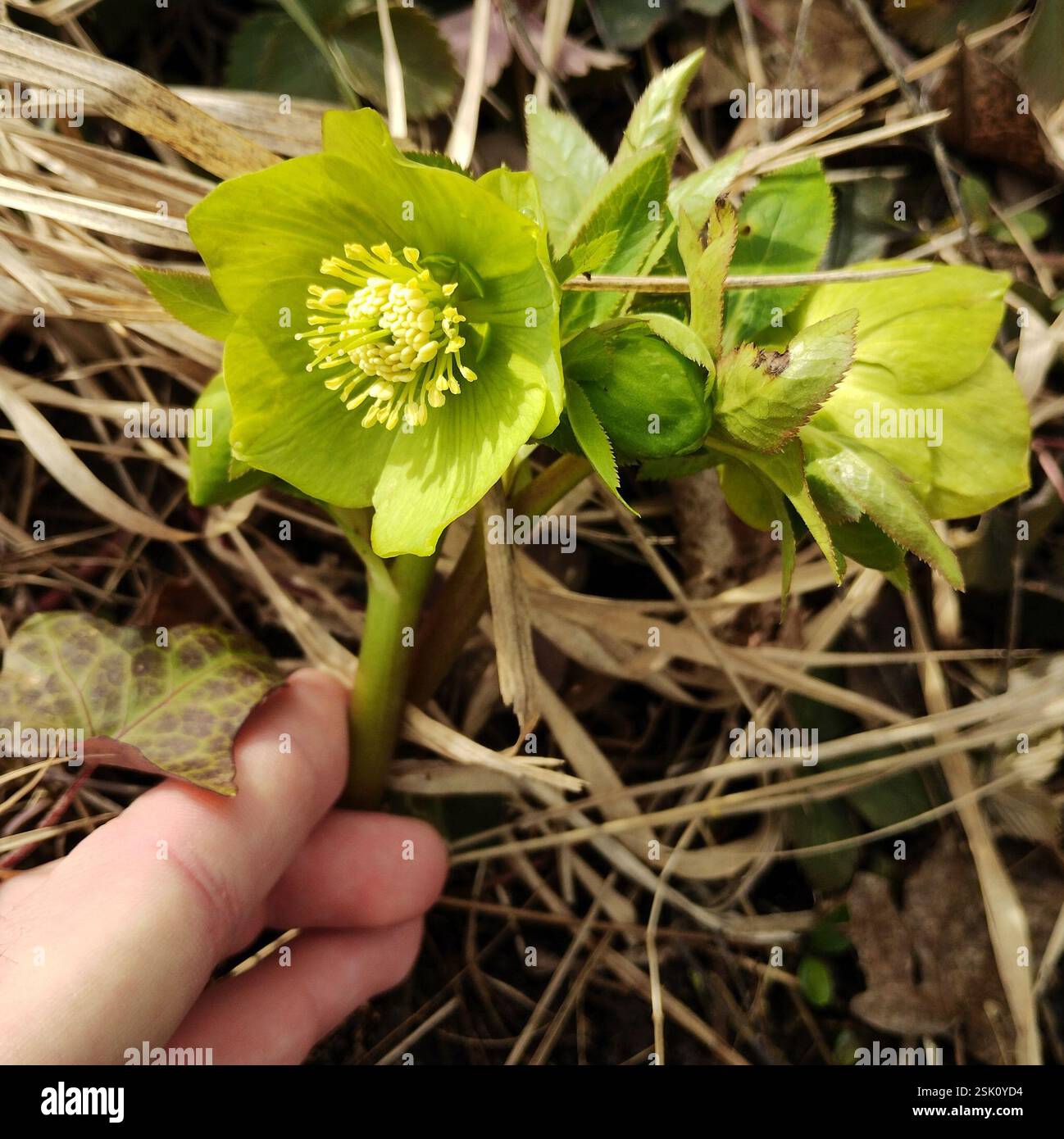 Sweet-scented Hellebore (Helleborus odorus), Plantae, Kosanin dol ...
