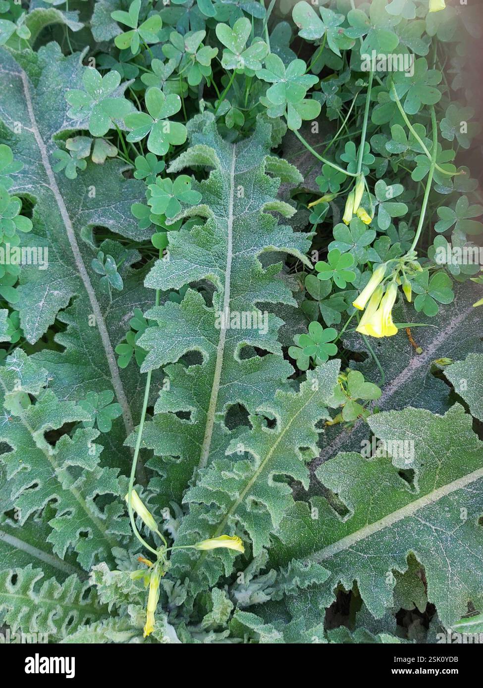 wavyleaf mullein (Verbascum sinuatum), Plantae, X8GH+XCQ Għar Tuta ...