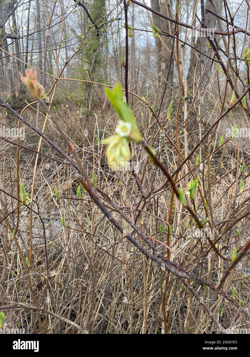 Osoberry (Oemleria cerasiformis), Plantae, Deas Island, Delta, BC, CA ...