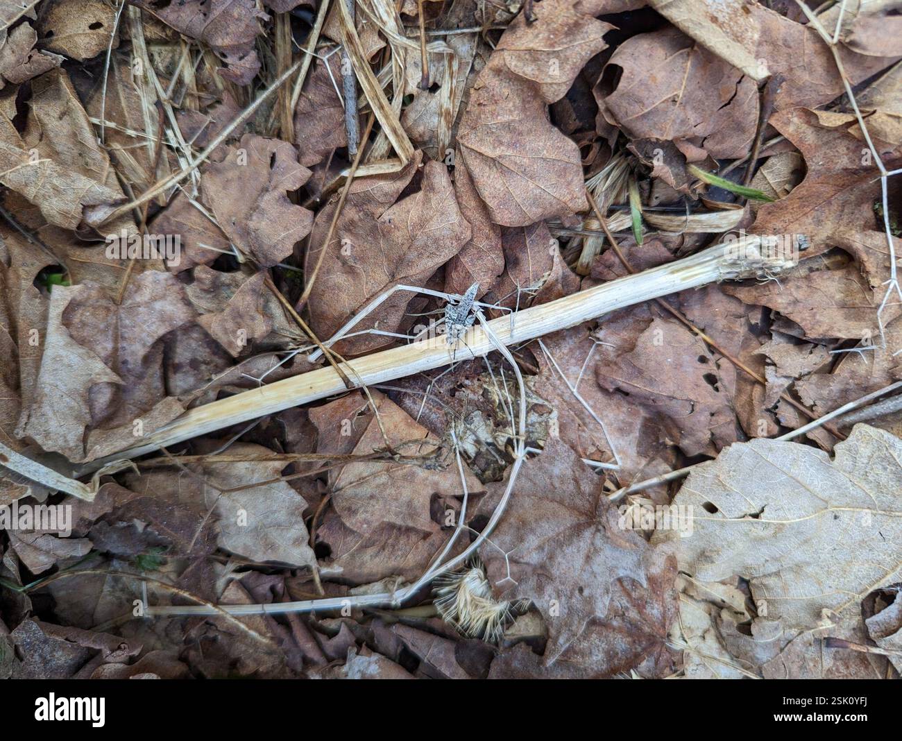 Half-wing Moth (Phigalia titea), Insecta, Cayuta, NY, USA Stock Photo ...