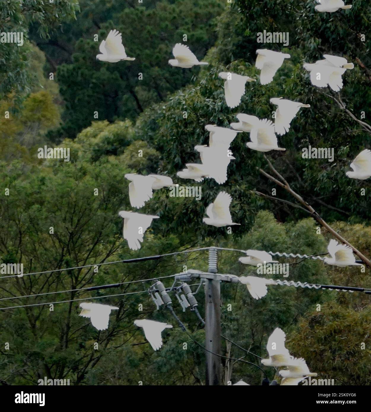 Sulphur-crested Cockatoo (Cacatua galerita), Aves, Boronia VIC 3155 ...