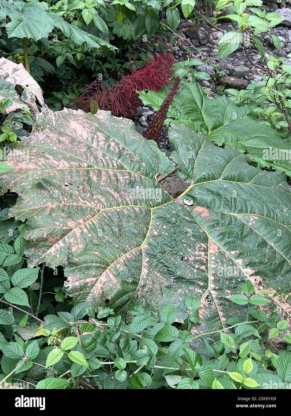 poor man's umbrella (Gunnera insignis), Plantae, Moravia, Parque ...