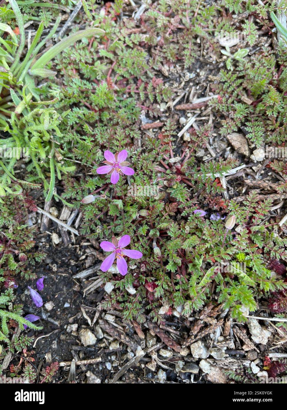 Redstem Stork's-bill (Erodium cicutarium), Plantae, San Benito County ...