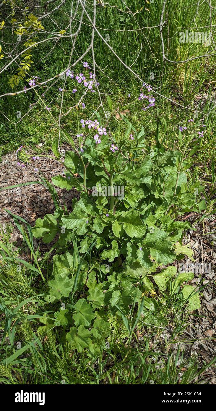 garden radish (Raphanus raphanistrum sativus), Plantae, Westwood, Los ...
