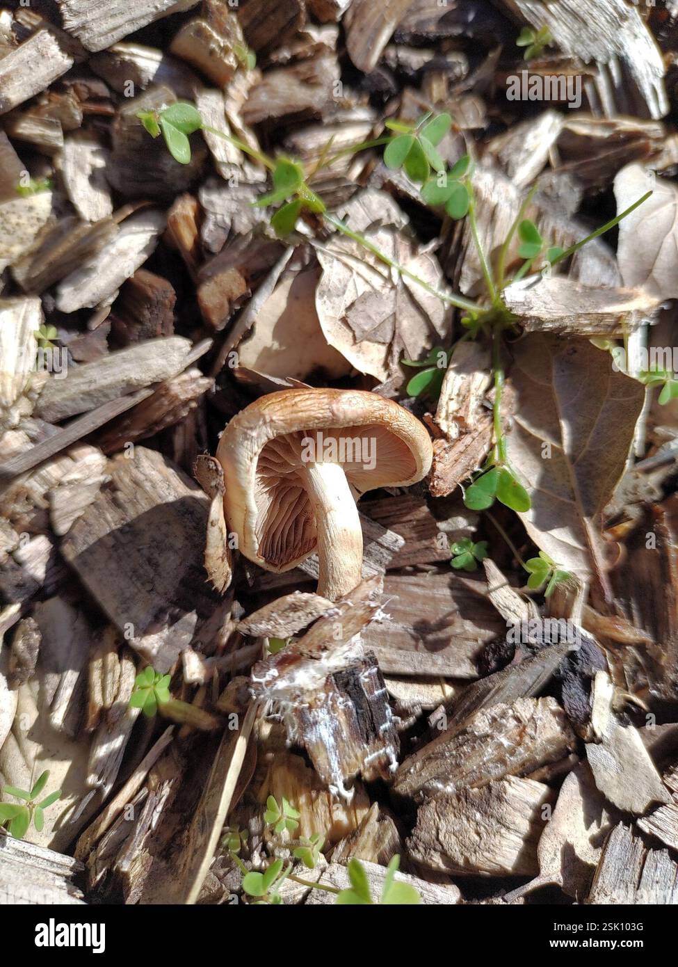Scalycaps (Pholiota), Fungi, Haviland Hall, Berkeley, CA 94709, USA ...
