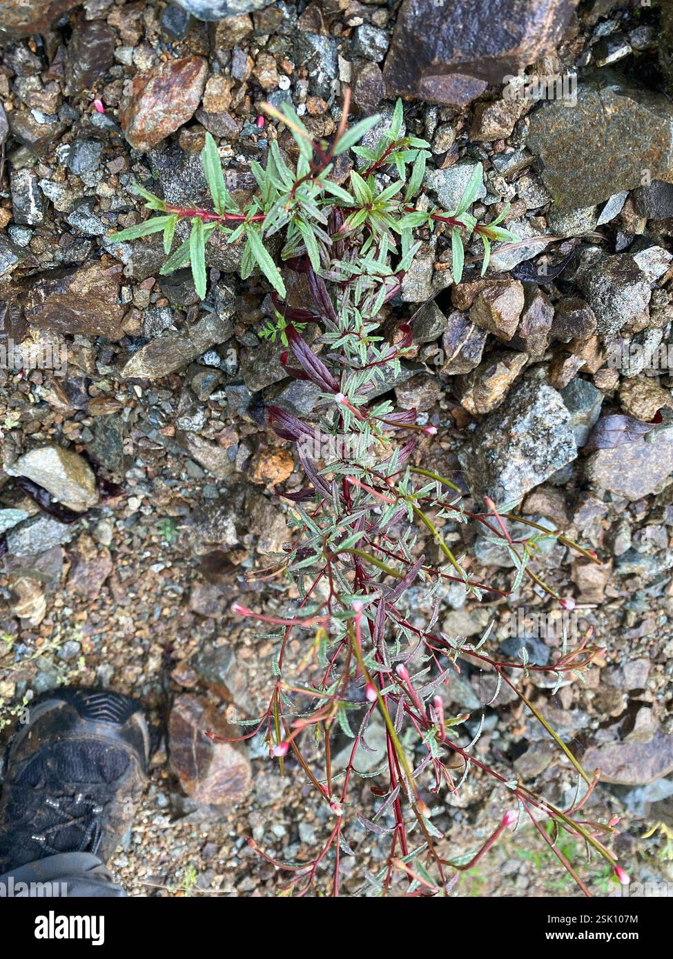evening primrose family (Onagraceae), Plantae, Luzon, Hungduan, Ifugao ...