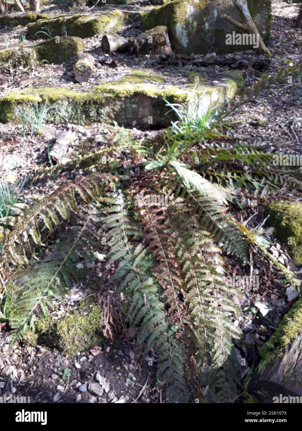 soft shield fern (Polystichum setiferum), Plantae, Stafford ST17 0XS ...
