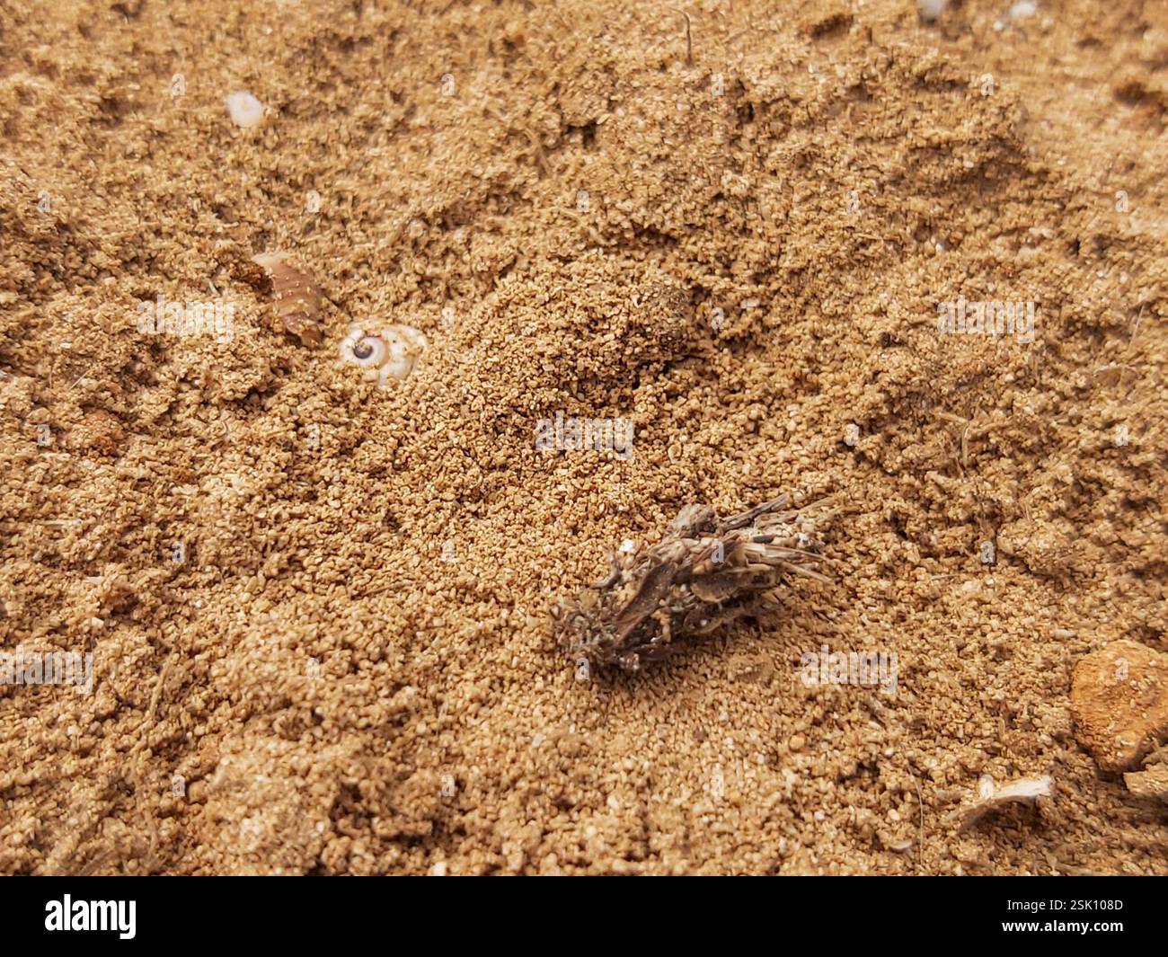 Bagworm Moths (Psychidae), Insecta, L-Armier, Mellieħa, Malta Stock ...