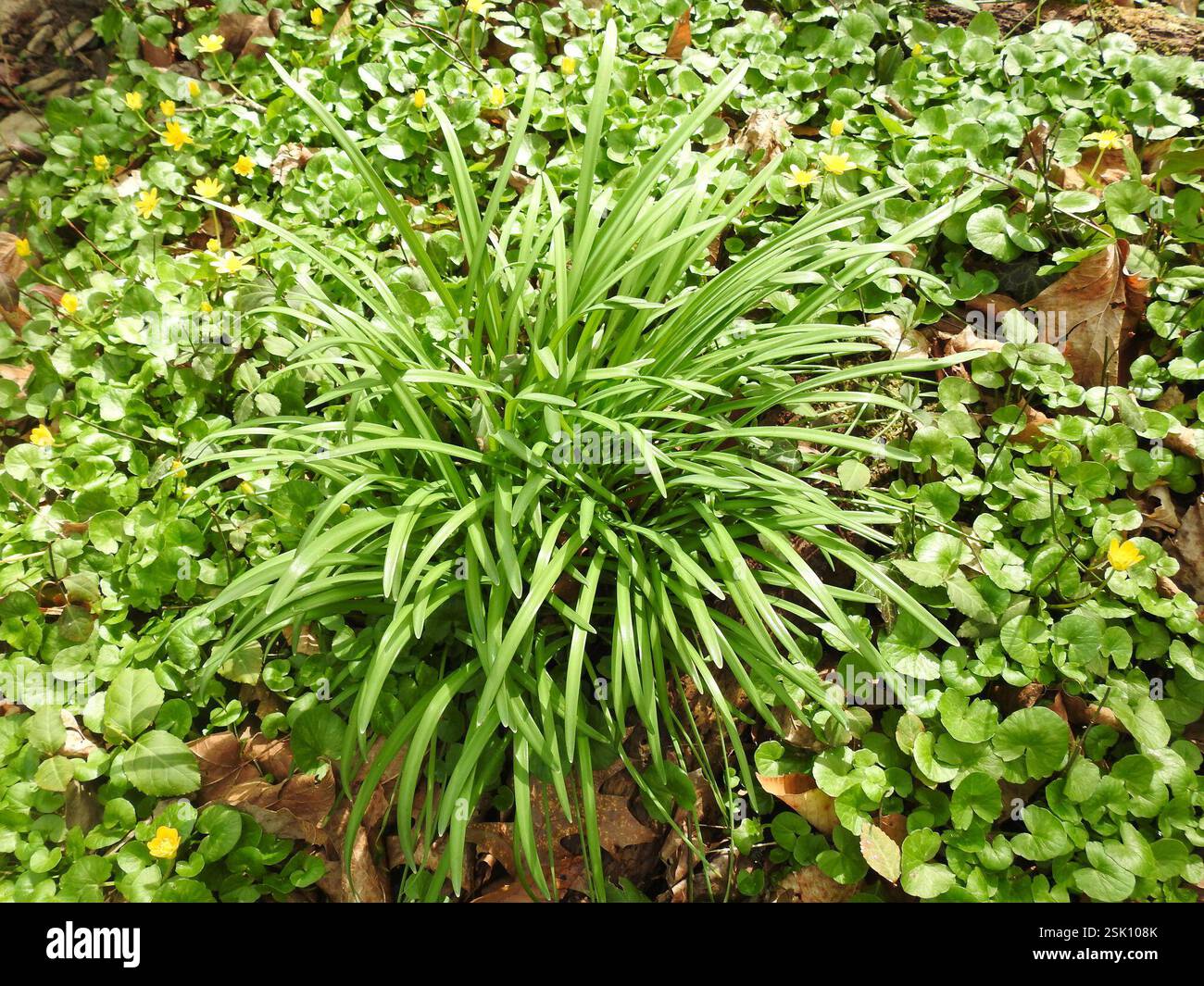 monocots (Liliopsida), Plantae, Ohio, US Stock Photo - Alamy