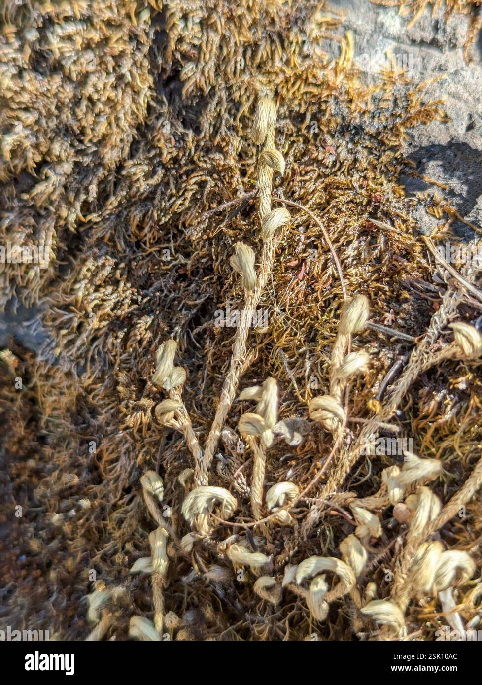 spikemosses (Selaginella), Plantae, Sololá, Guatemala Stock Photo - Alamy