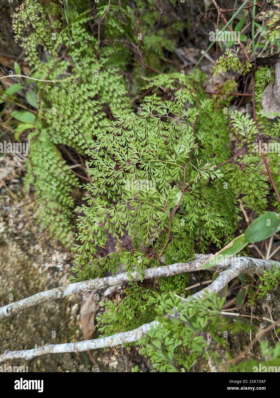 ferns (Polypodiopsida), Plantae, Patulul, GT-SU, GT Stock Photo - Alamy