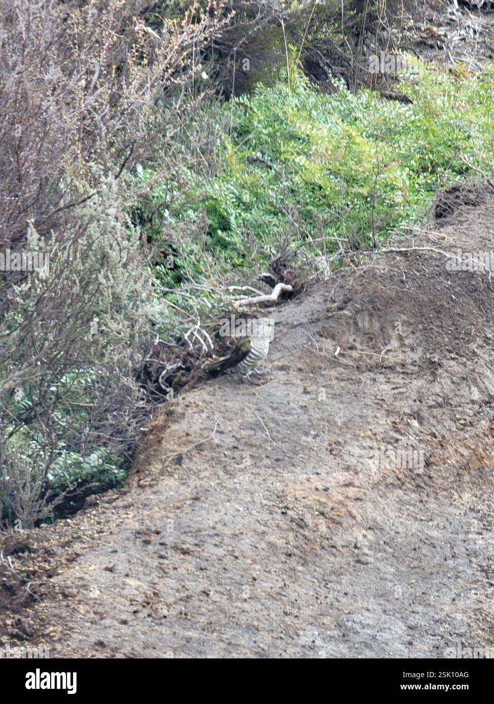 New Zealand Shining Bronze-Cuckoo (Chalcites lucidus lucidus), Aves ...