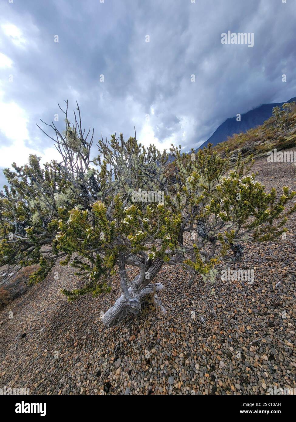 (Olearia nummulariifolia), Plantae, Ohakune 4691, New Zealand Stock ...
