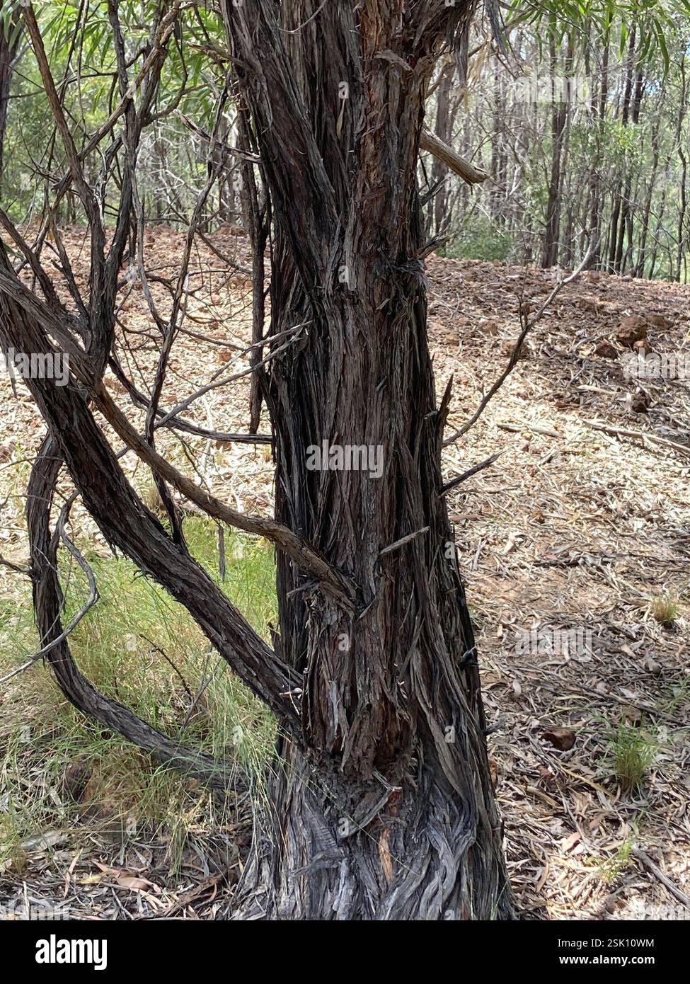 wattles (Acacia), Plantae, Bluff, QLD, AU Stock Photo - Alamy