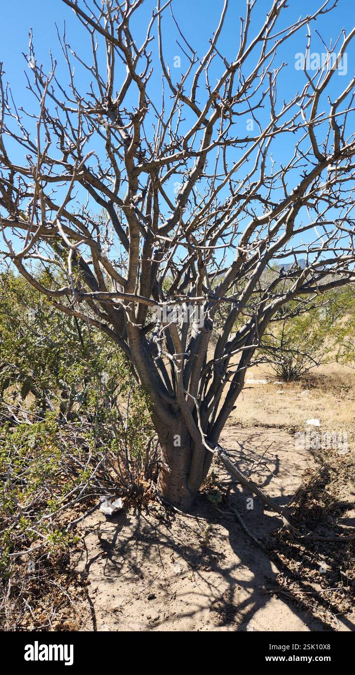 elephant tree (Bursera microphylla), Plantae, Mulegé, MX-BS, MX Stock ...