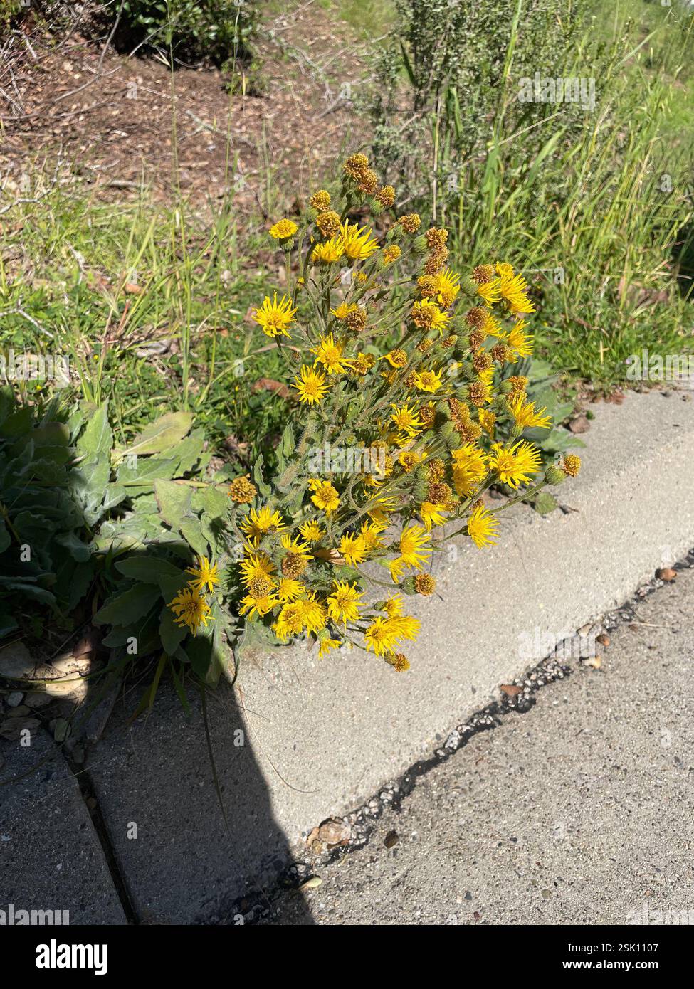 Telegraphweed (Heterotheca grandiflora), Plantae, Castillo Ct, San Luis ...