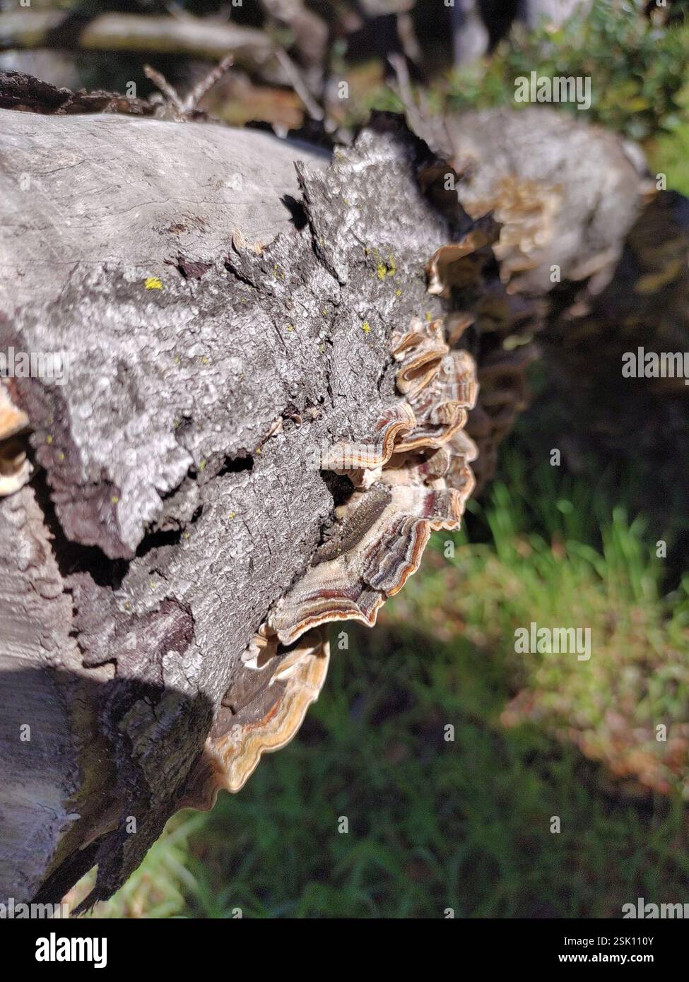 turkey-tail (Trametes versicolor), Fungi, Cory Hall, Berkeley, CA 94720 ...