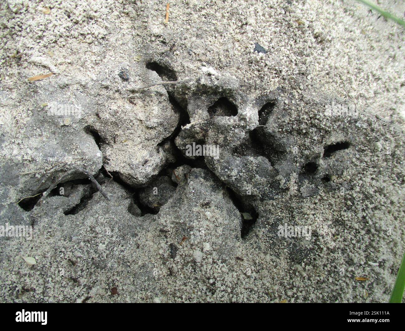 Big-headed Ants (Pheidole), Insecta, Zambezi Region, Namibia Stock ...